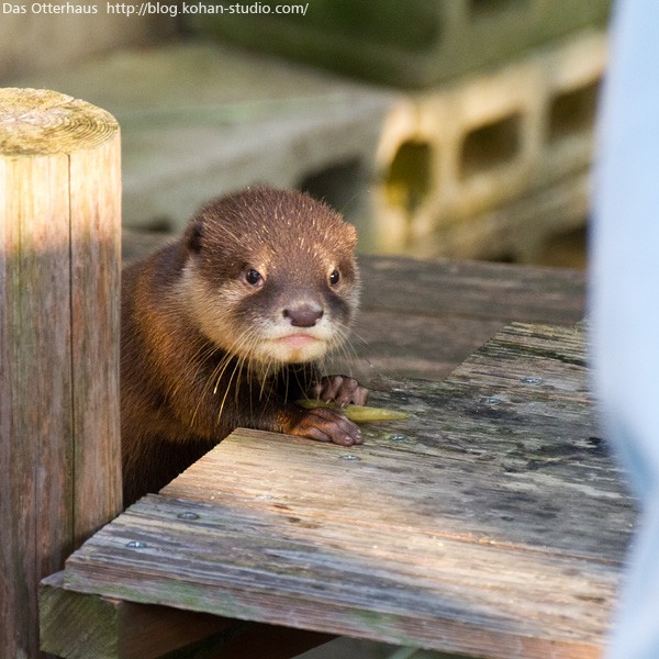 市川カワウソ・初ワカサギ? : Das Otterhaus 【カワウソ舎】旧 市川カワウソ・初ワカサギ? : Das Otterhaus 【カワウソ舎】旧