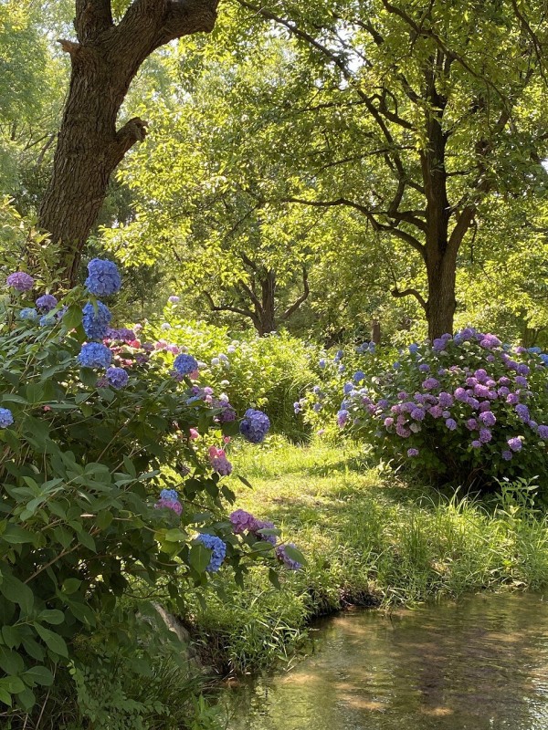 今年の紫陽花スケッチ【鶴見緑地せせらぎエリアにて】 : 水彩的 今年の紫陽花スケッチ【鶴見緑地せせらぎエリアにて】 : 水彩的