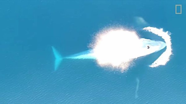 オキアミを食べるクジラ