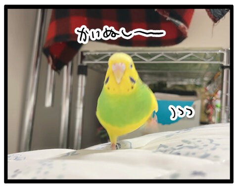 鳥って意外と○○○なところある : えるポピ・ハッピーオタク 鳥って意外と○○○なところある : えるポピ・ハッピーオタク